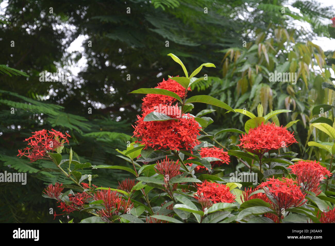 The holy flower hi-res stock photography and images - Alamy