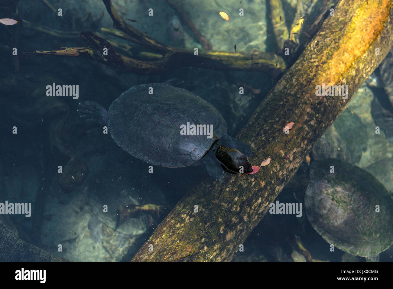 Rivers of bangladesh hi-res stock photography and images - Alamy