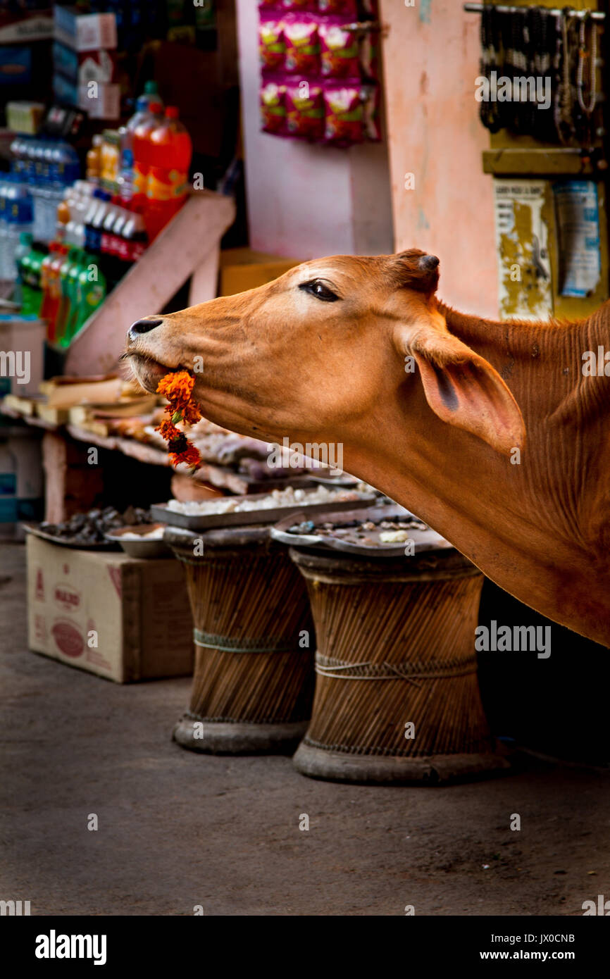 Cow Eating Flower Closeup Two Adorable Cows Sitting Grass Mountains