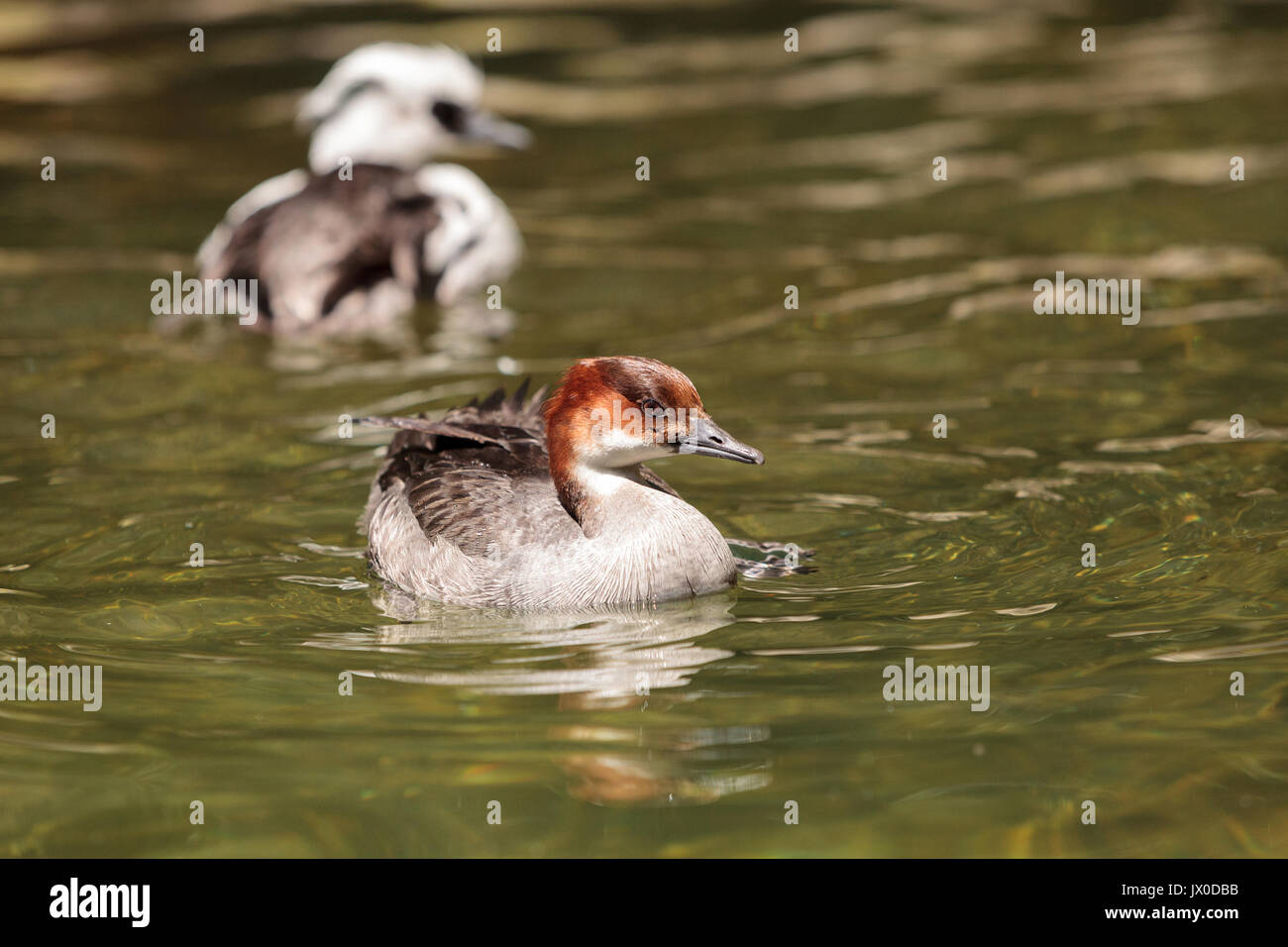 Female red headed duck hi-res stock photography and images - Alamy