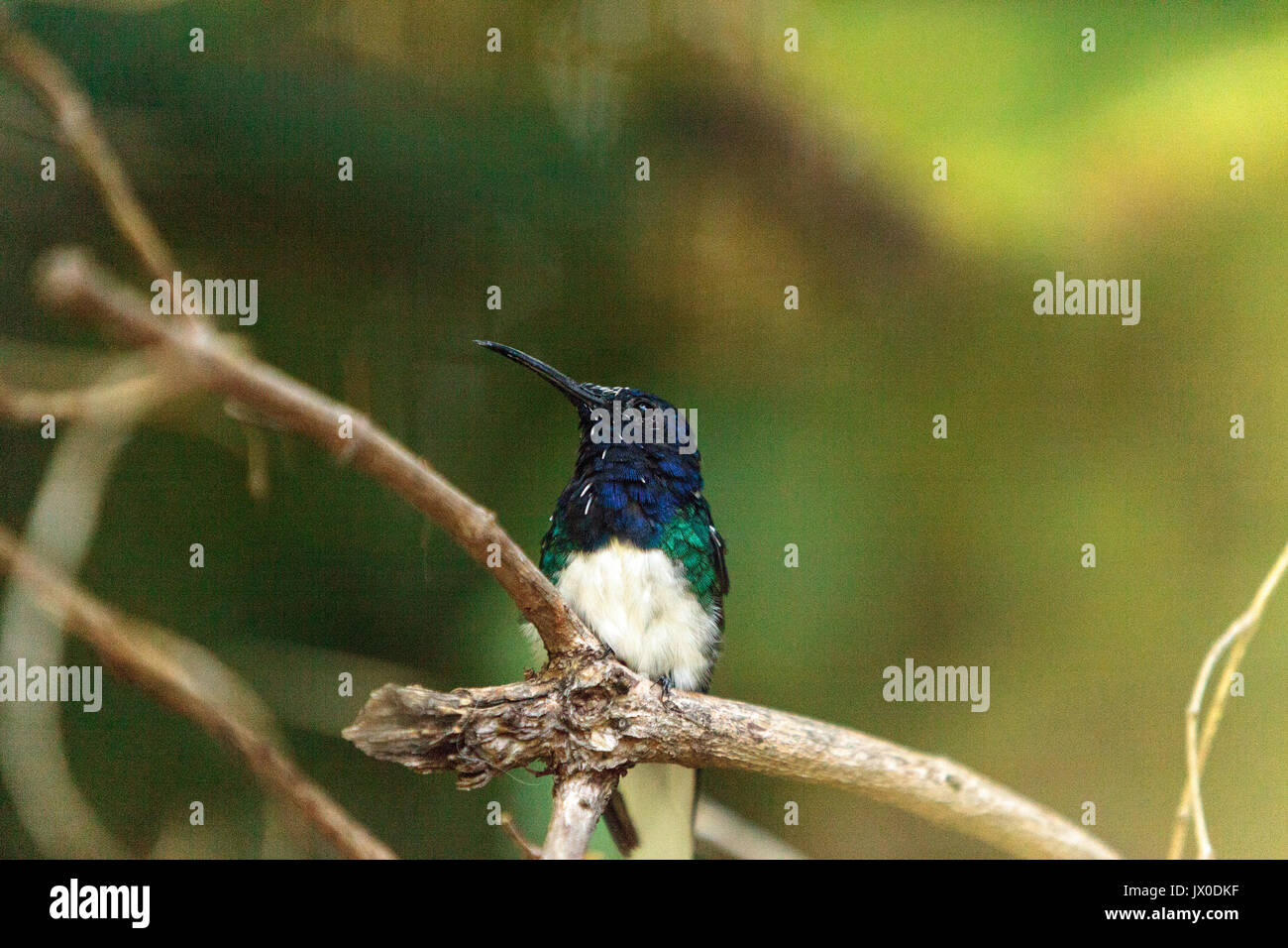 White necked Jacobin hummingbird known as Florisuga mellivora in a tree ...