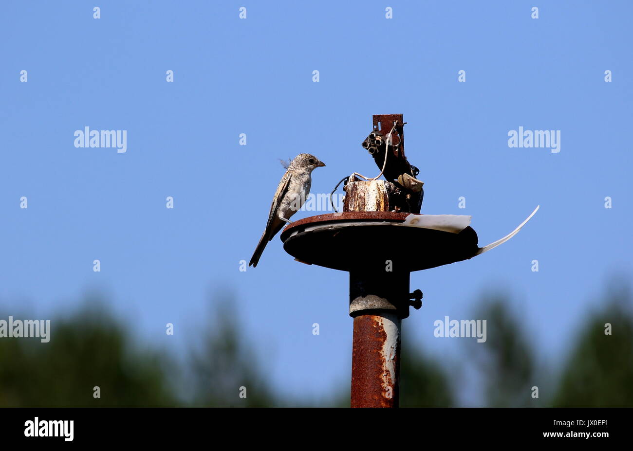 Female red-backed shrike Stock Photo - Alamy
