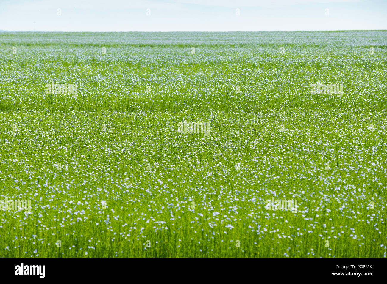 Large field of flax in bloom in spring Stock Photo - Alamy