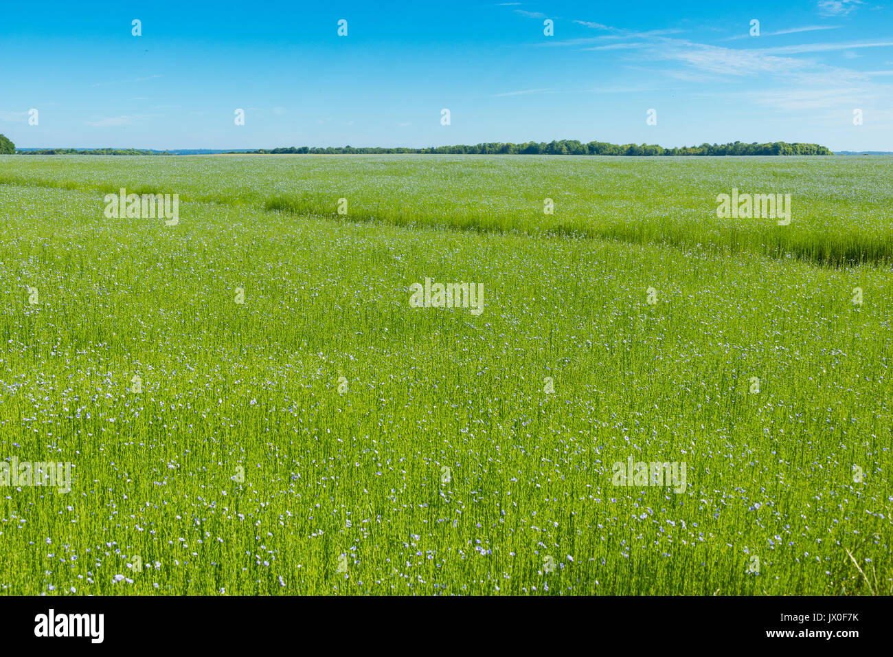 Large field of flax in bloom in spring Stock Photo - Alamy