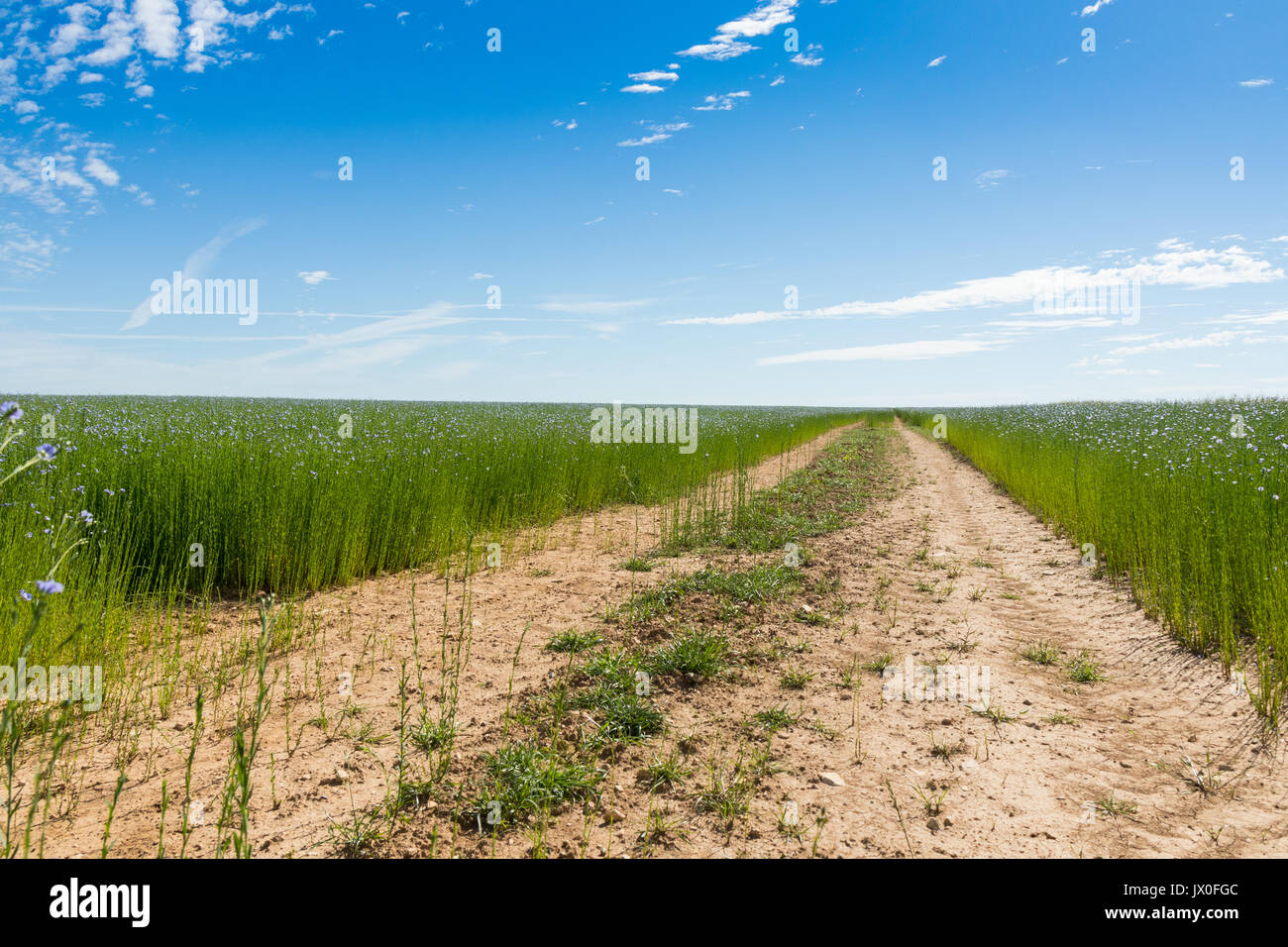 Large field of flax in bloom in spring Stock Photo - Alamy