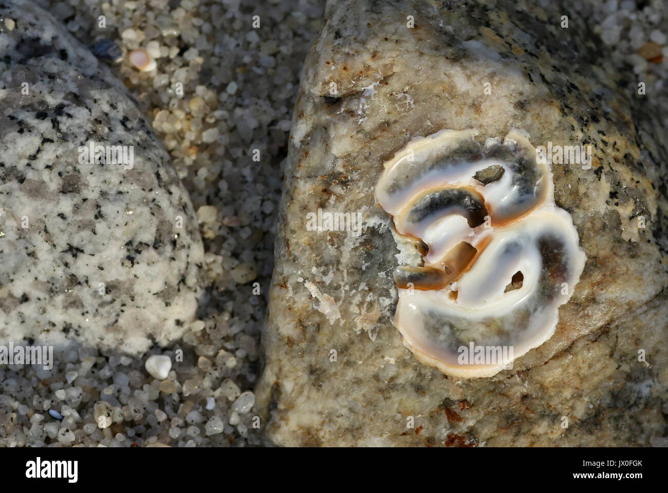 Fossilized shell hi-res stock photography and images - Alamy
