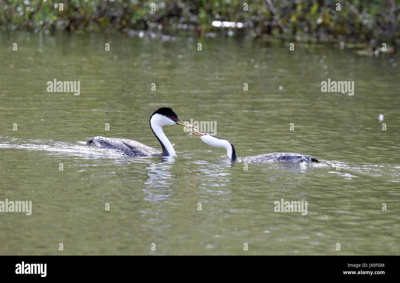 Western Grebes exchange fish in courtship Stock Photo - Alamy