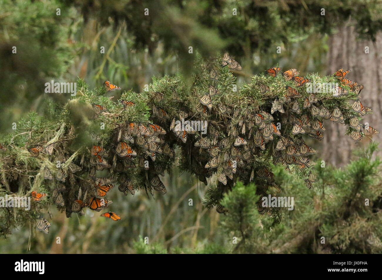 Monarch butterflies cover tree hi-res stock photography and images - Alamy