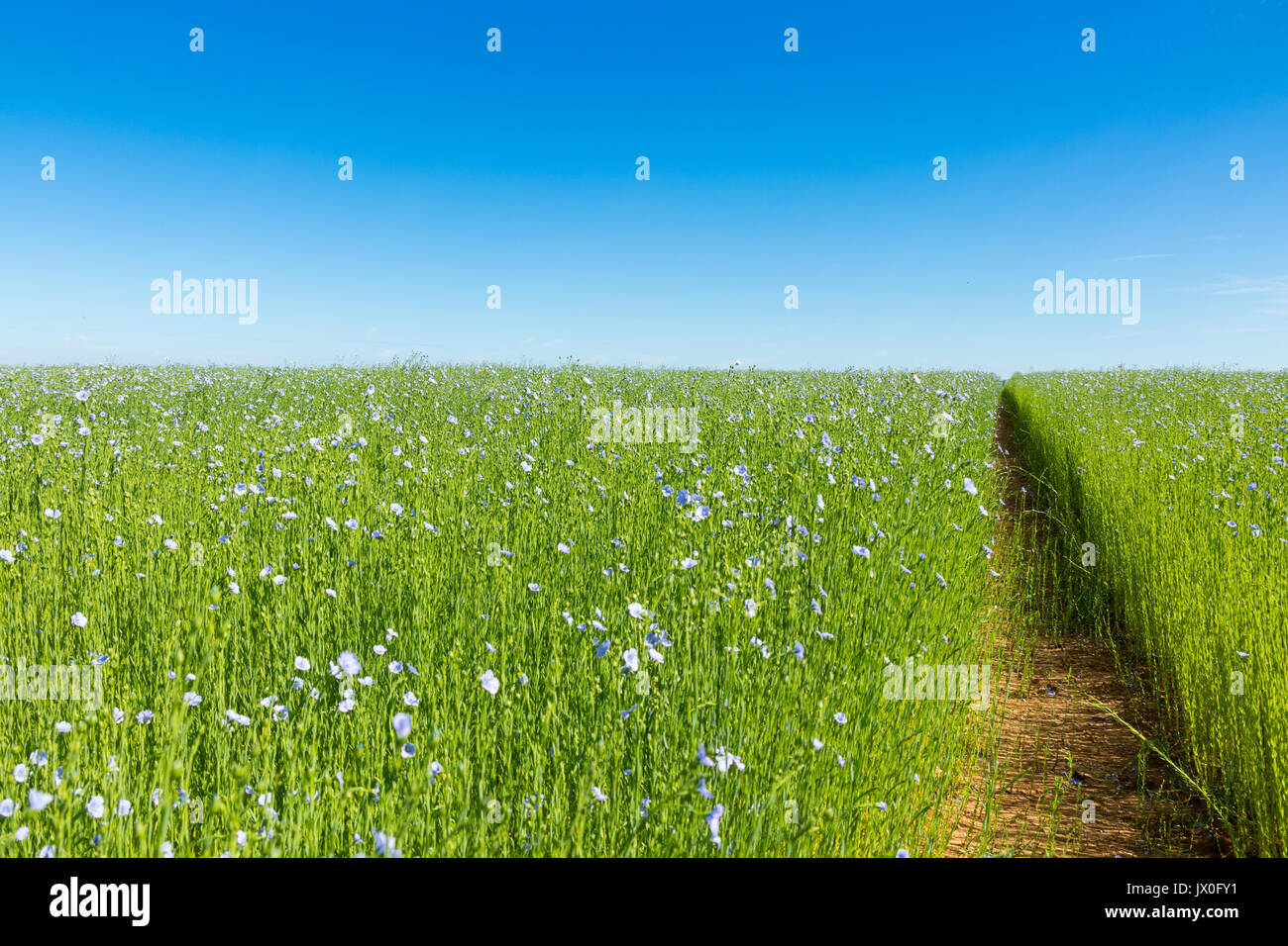 Large field of flax in bloom in spring Stock Photo - Alamy