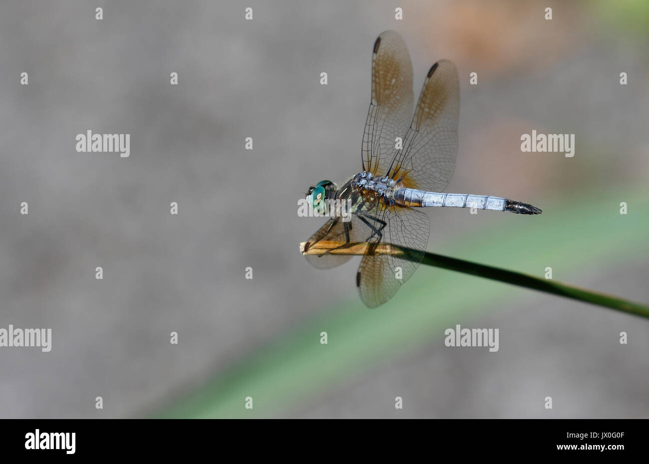 I was able to study the colors and iridescence of this dragonfly as it ...
