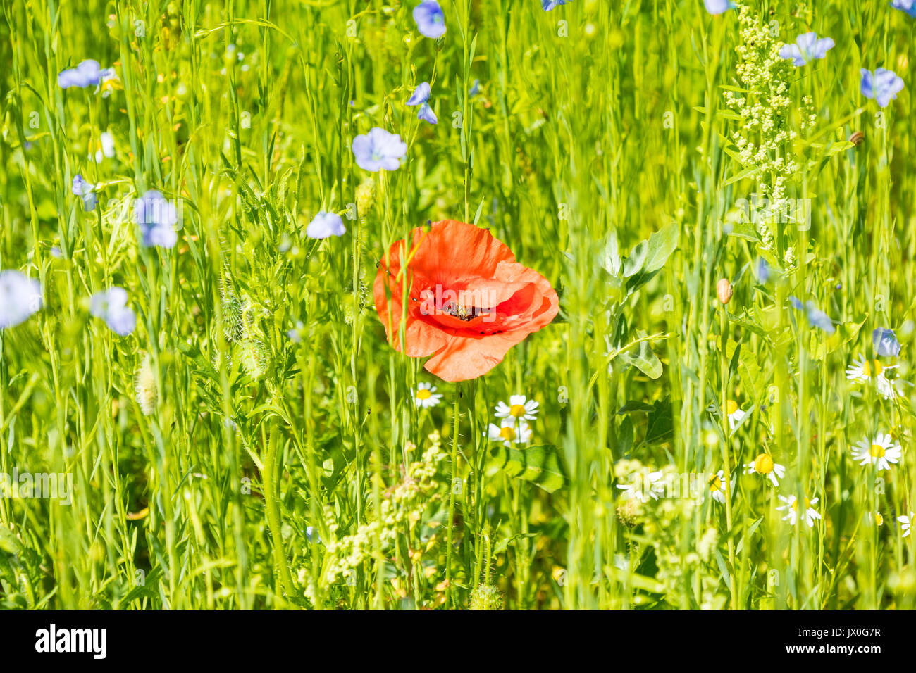 Flax poppy field hi-res stock photography and images - Alamy