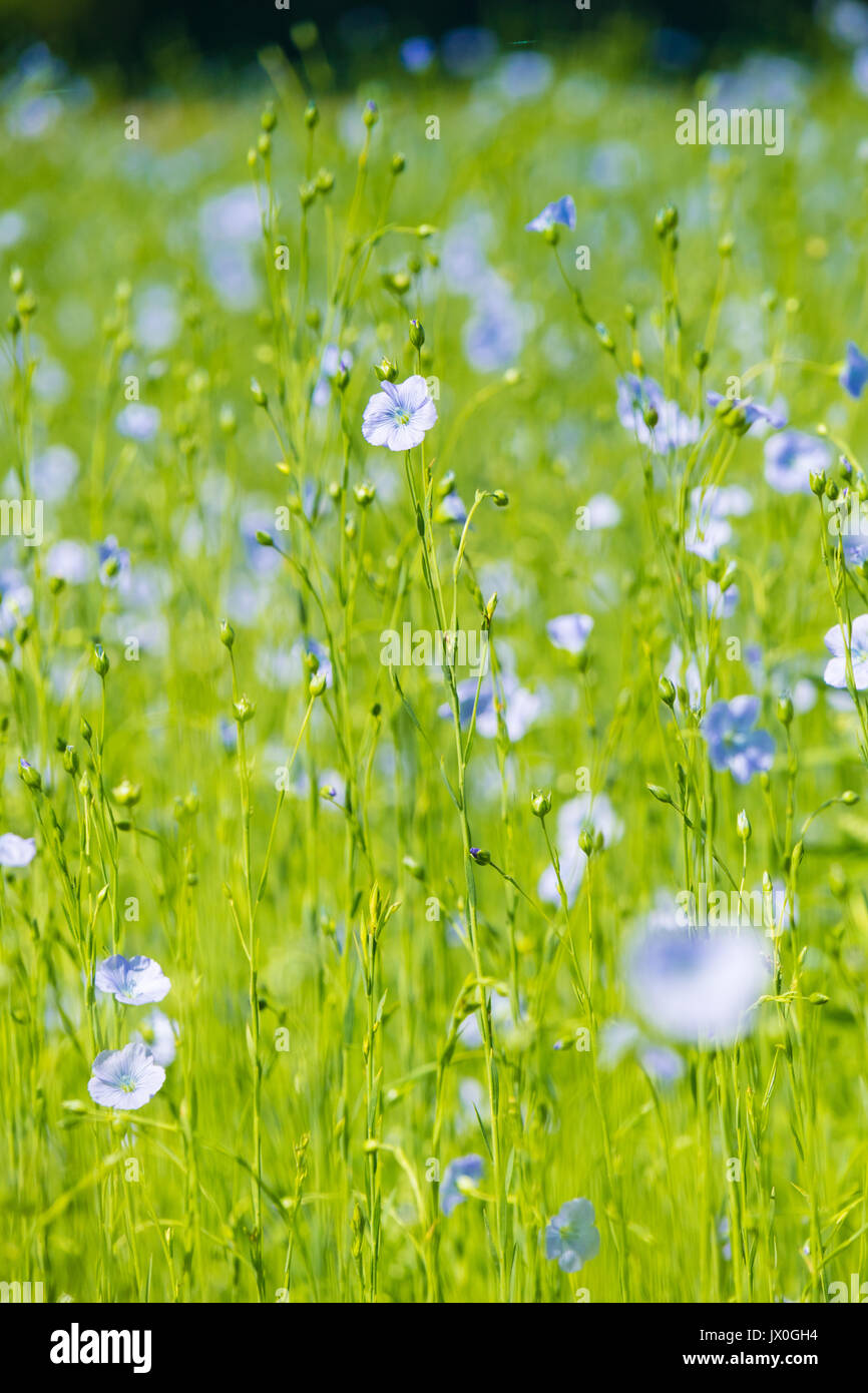 blue flax field closeup at spring shallow depth of field Stock Photo ...
