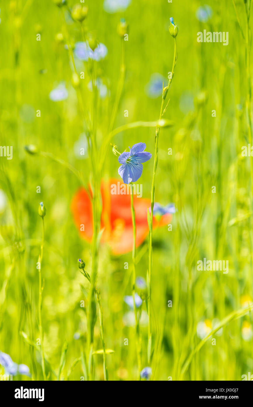 Red poppy flowers on blue flax field Stock Photo - Alamy