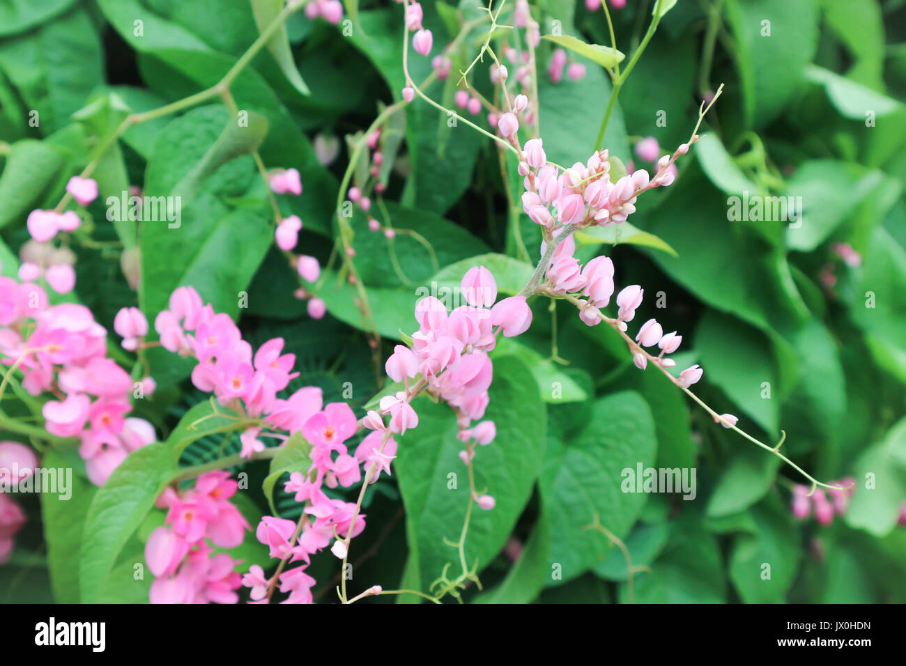 Antigonon leptopus or Coral Vine in the garden Stock Photo - Alamy