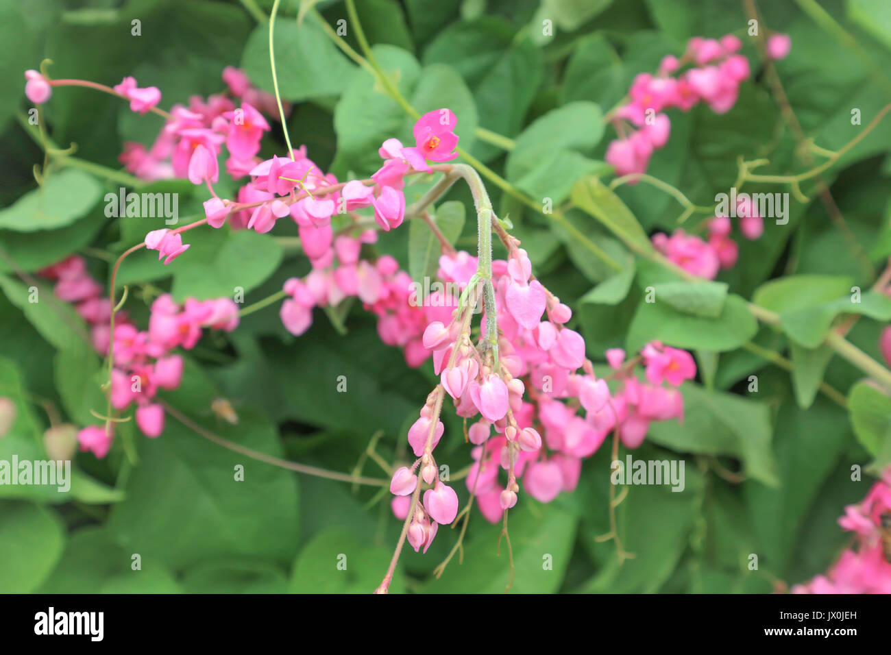 Antigonon leptopus hook hi-res stock photography and images - Alamy