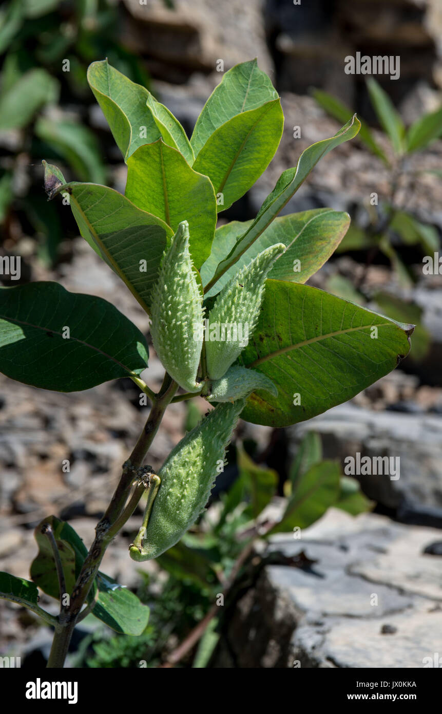 Three Green Milkweed pods with leaves on a stalk Stock Photo - Alamy