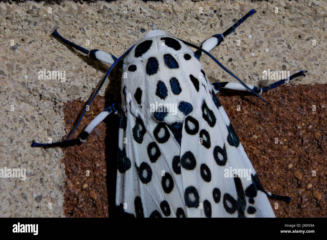 Are Giant Leopard Moths Poisonous