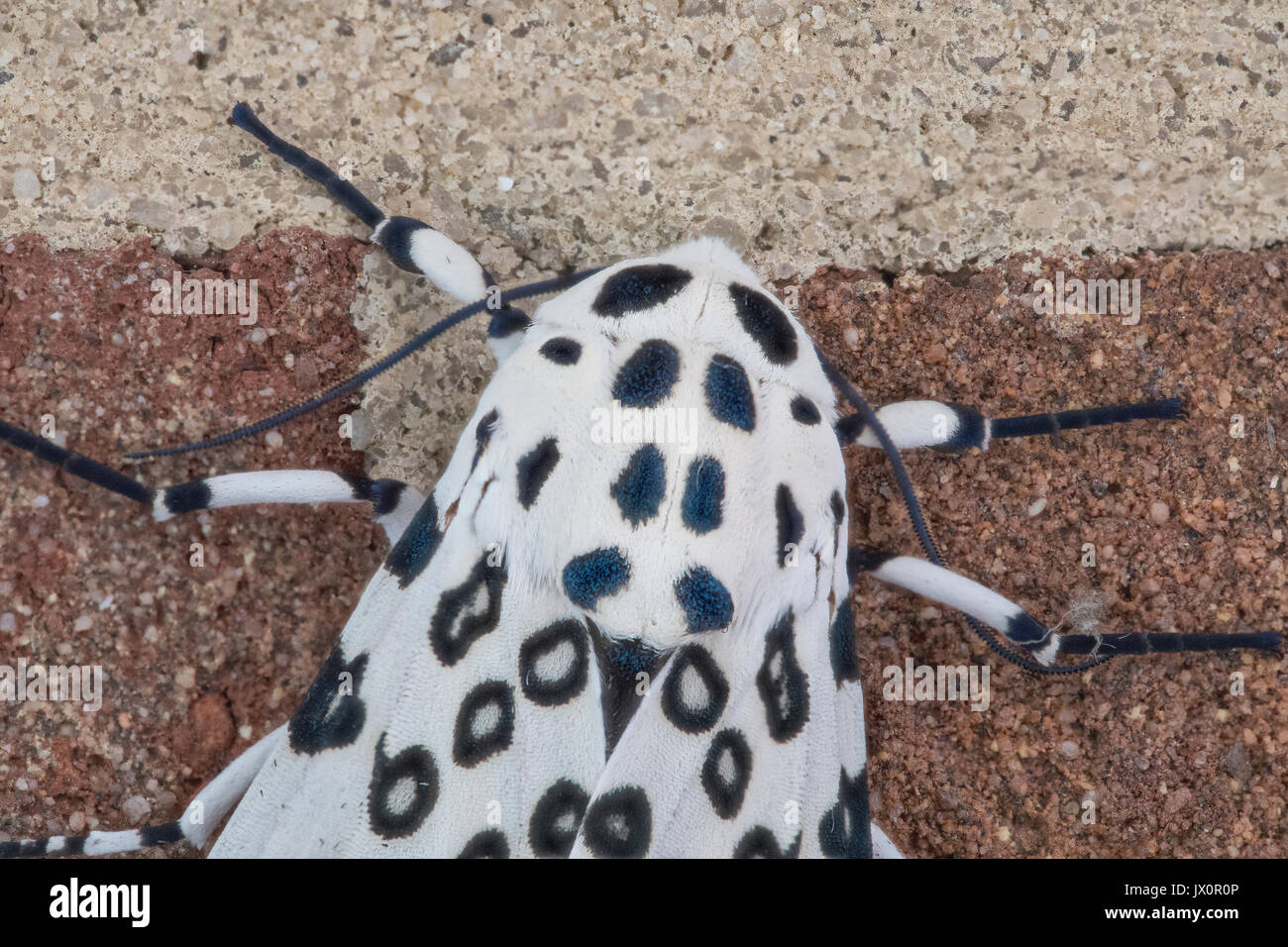 Leopard moth hi-res stock photography and images - Alamy