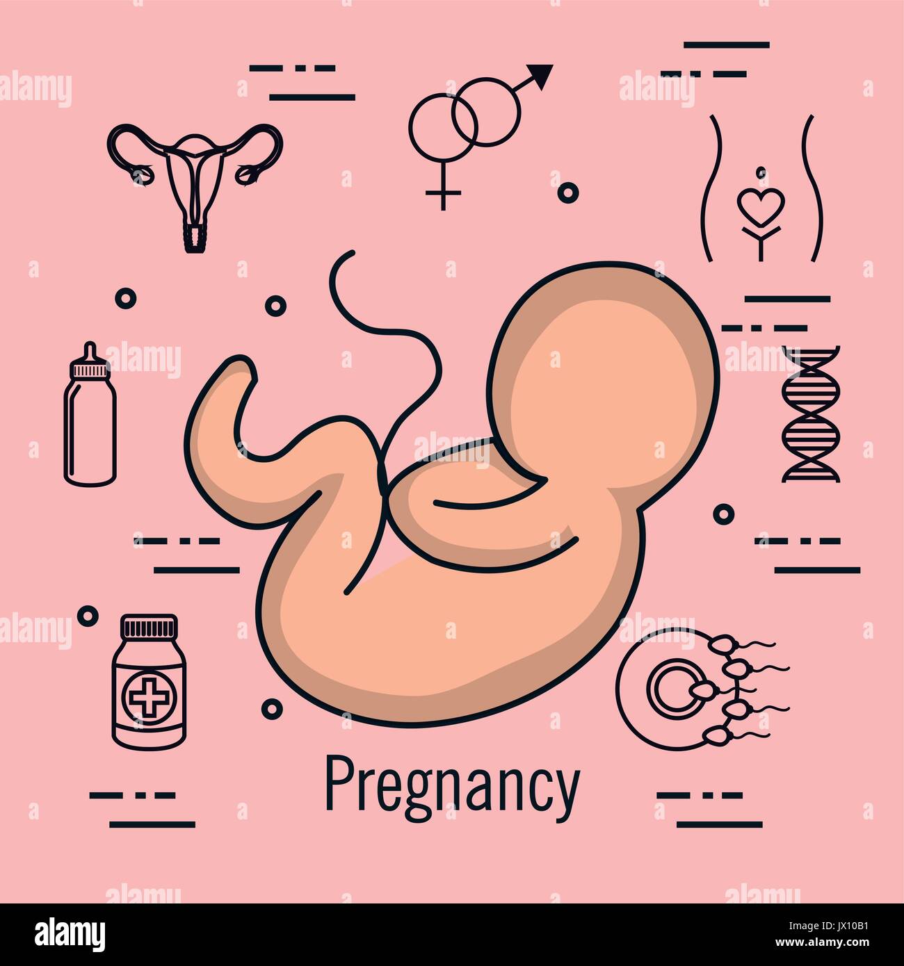 pregnancy growth baby fetus development amniotic vector illustration ...