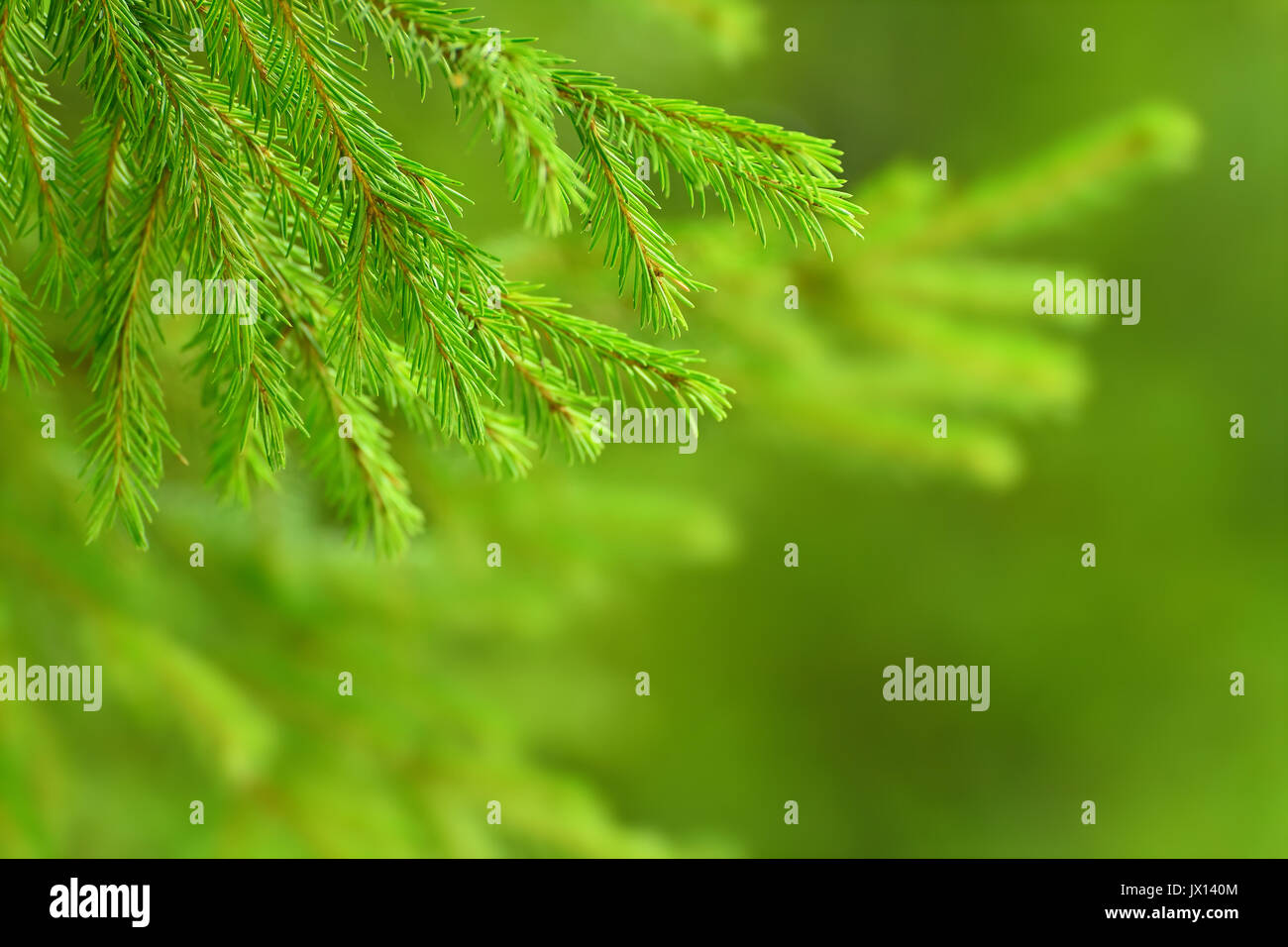 Green Fir Tree or Pine Branches on Nature Sunny Background Stock Photo ...
