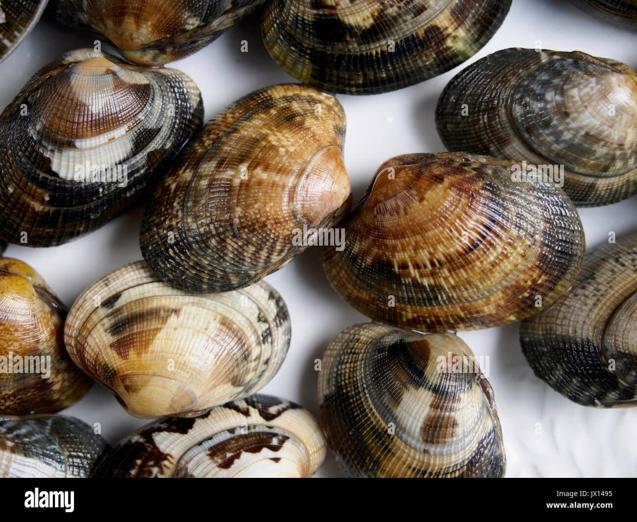 Group raw clams texture hi-res stock photography and images - Alamy