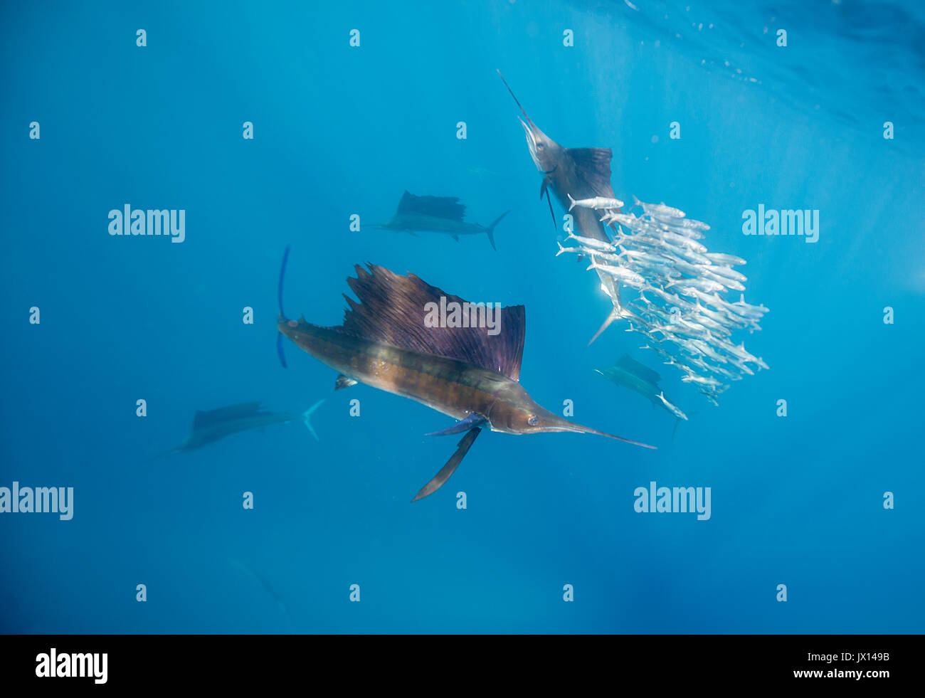 Sailfish marlin hi-res stock photography and images - Alamy