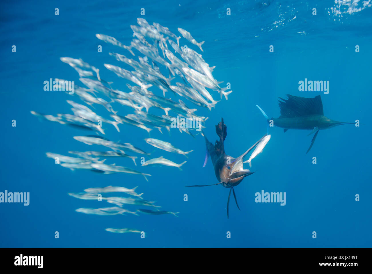 Atlantic sailfish feeding on sardines off the coast of Isla Mujeres ...