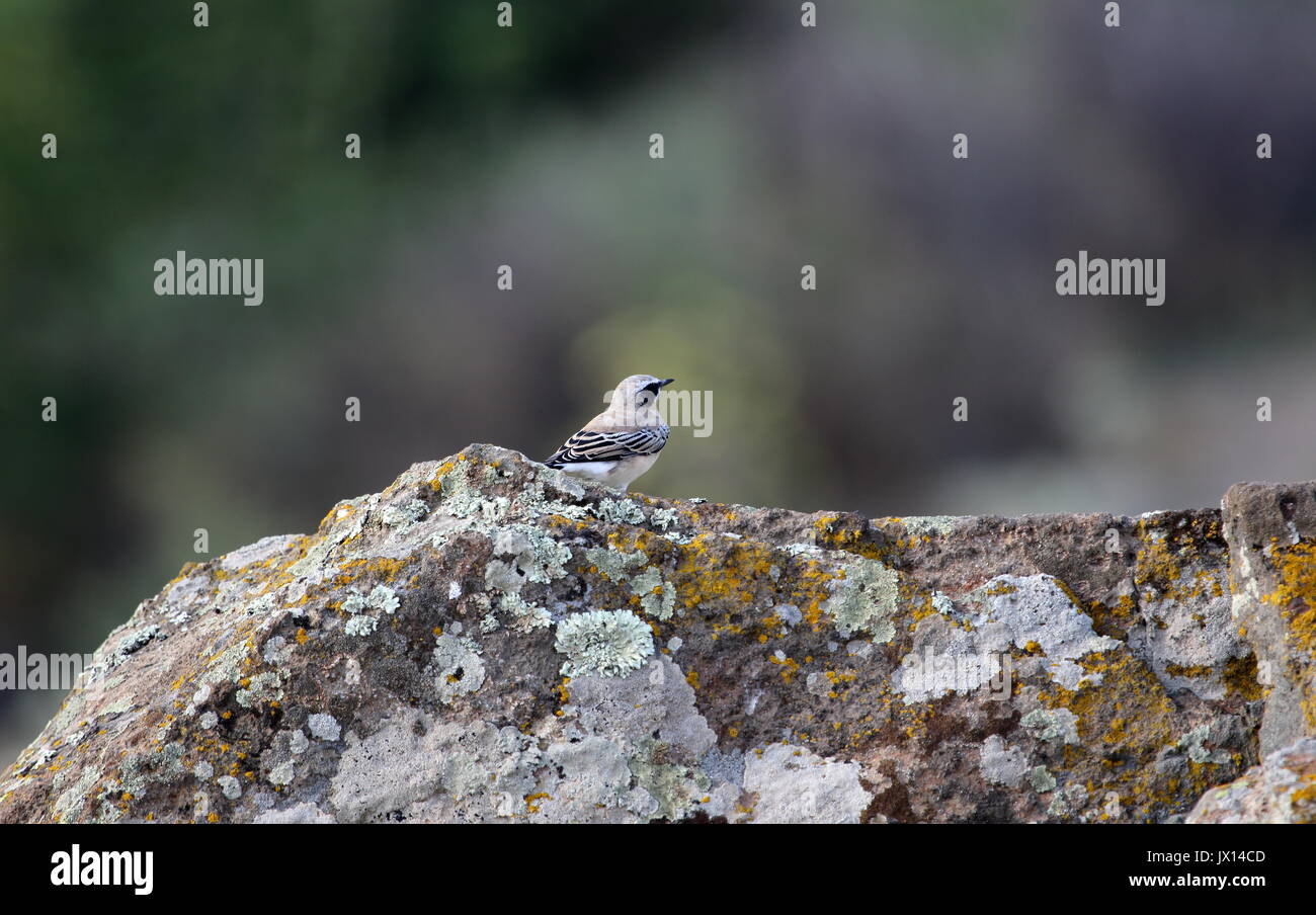 Sad bird hi-res stock photography and images - Alamy