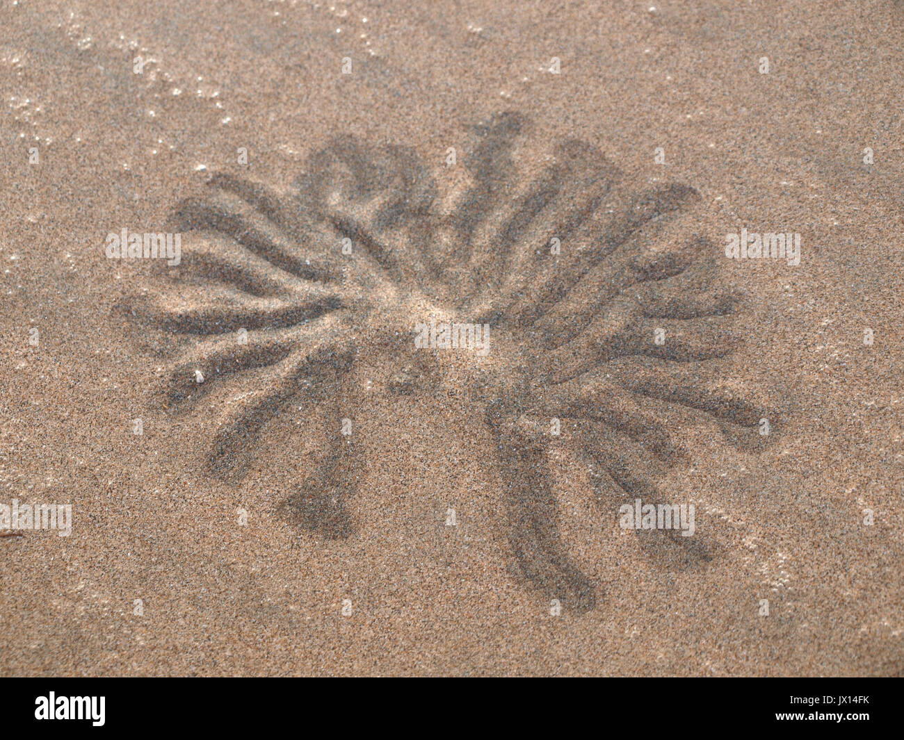 Crustacean discovery hi-res stock photography and images - Alamy
