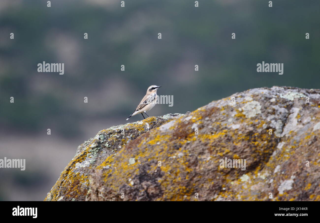 Wheatear natural shot hi-res stock photography and images - Alamy