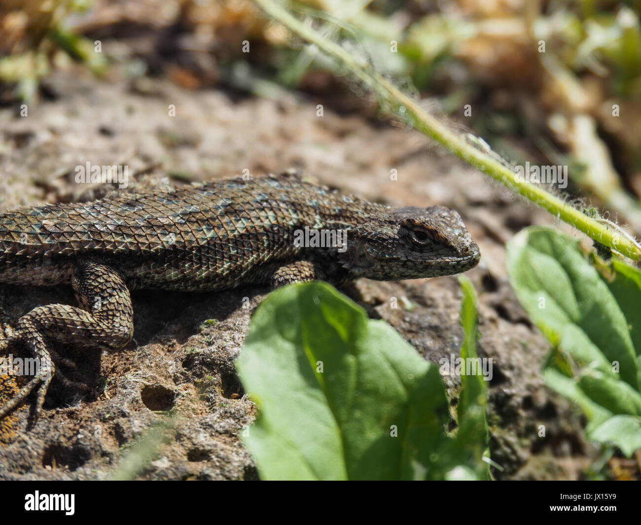 Reptile sitting scales hi-res stock photography and images - Alamy