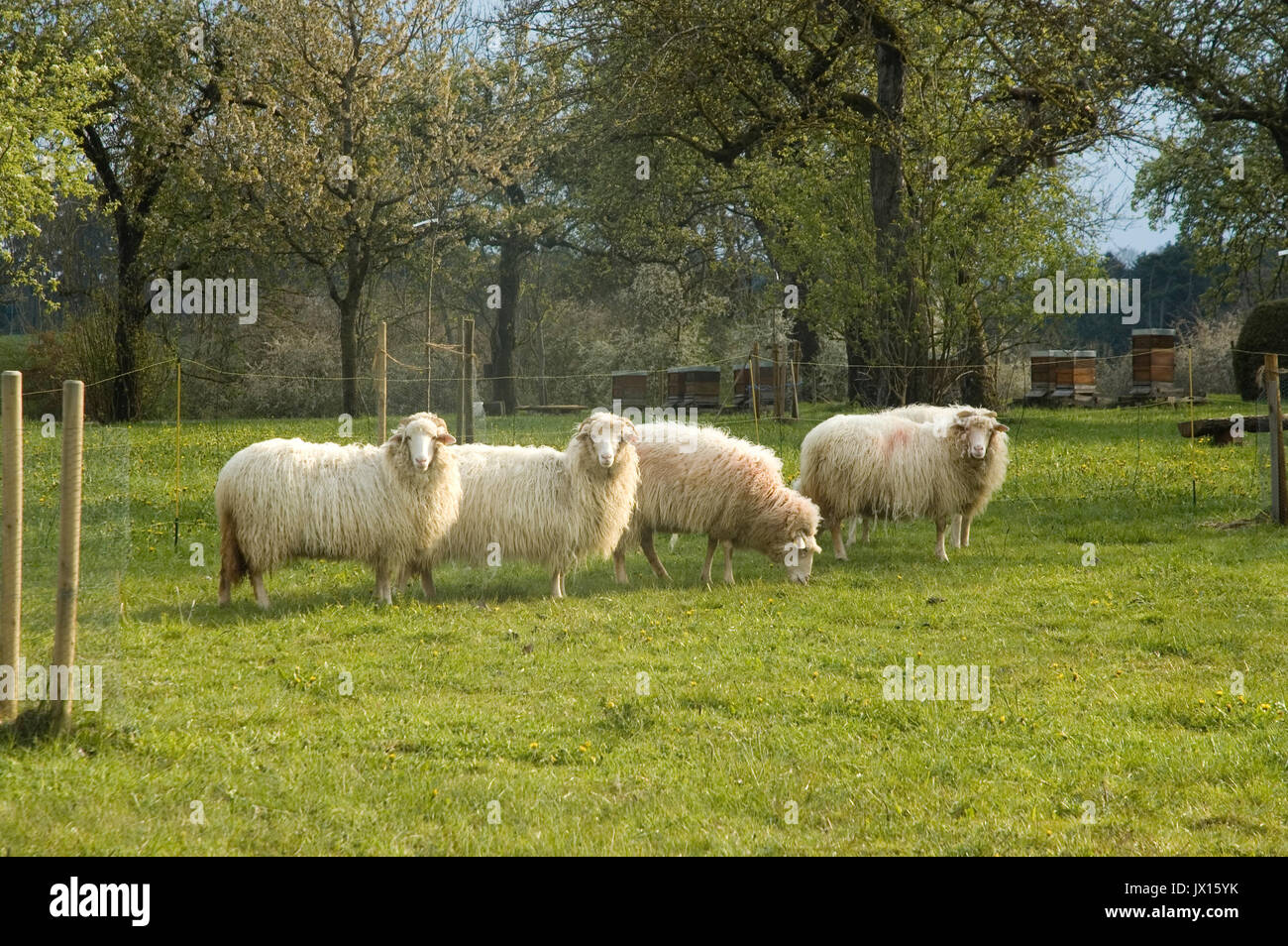 small flock of sheep Stock Photo - Alamy