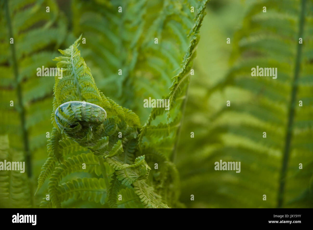 Fern unrolling hi-res stock photography and images - Alamy