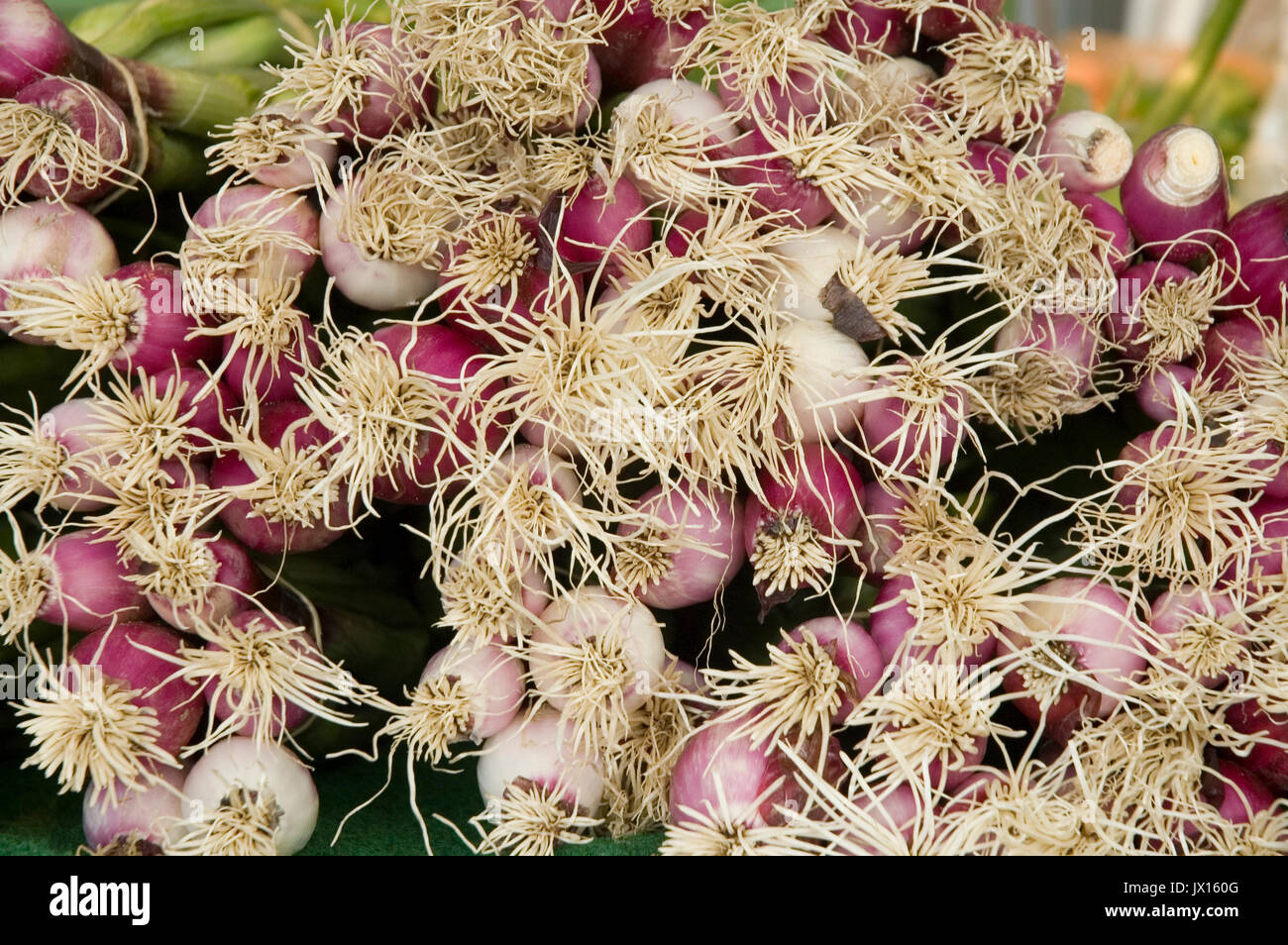 Scallions roots hi-res stock photography and images - Alamy