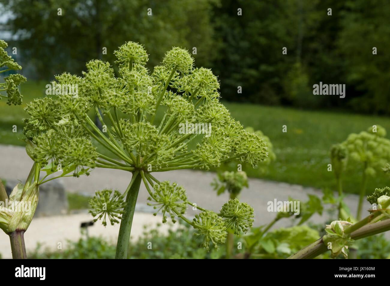Umbellifer apiaceae hi-res stock photography and images - Alamy