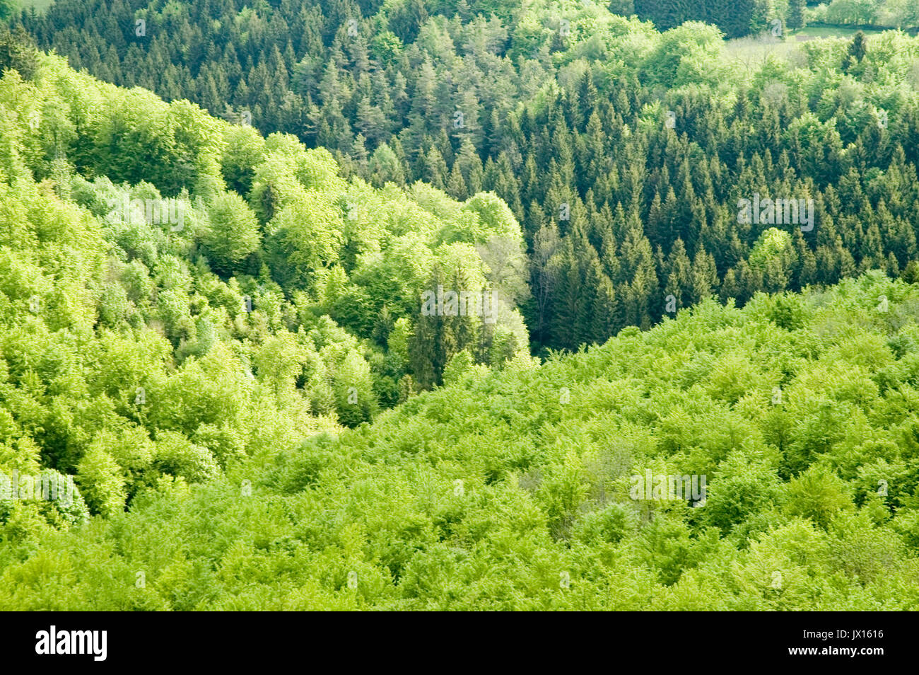 Overview of oak trees hi-res stock photography and images - Alamy