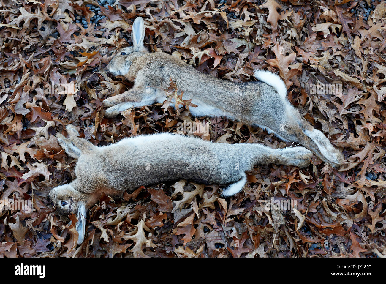 Shooting rabbits hi-res stock photography and images - Alamy