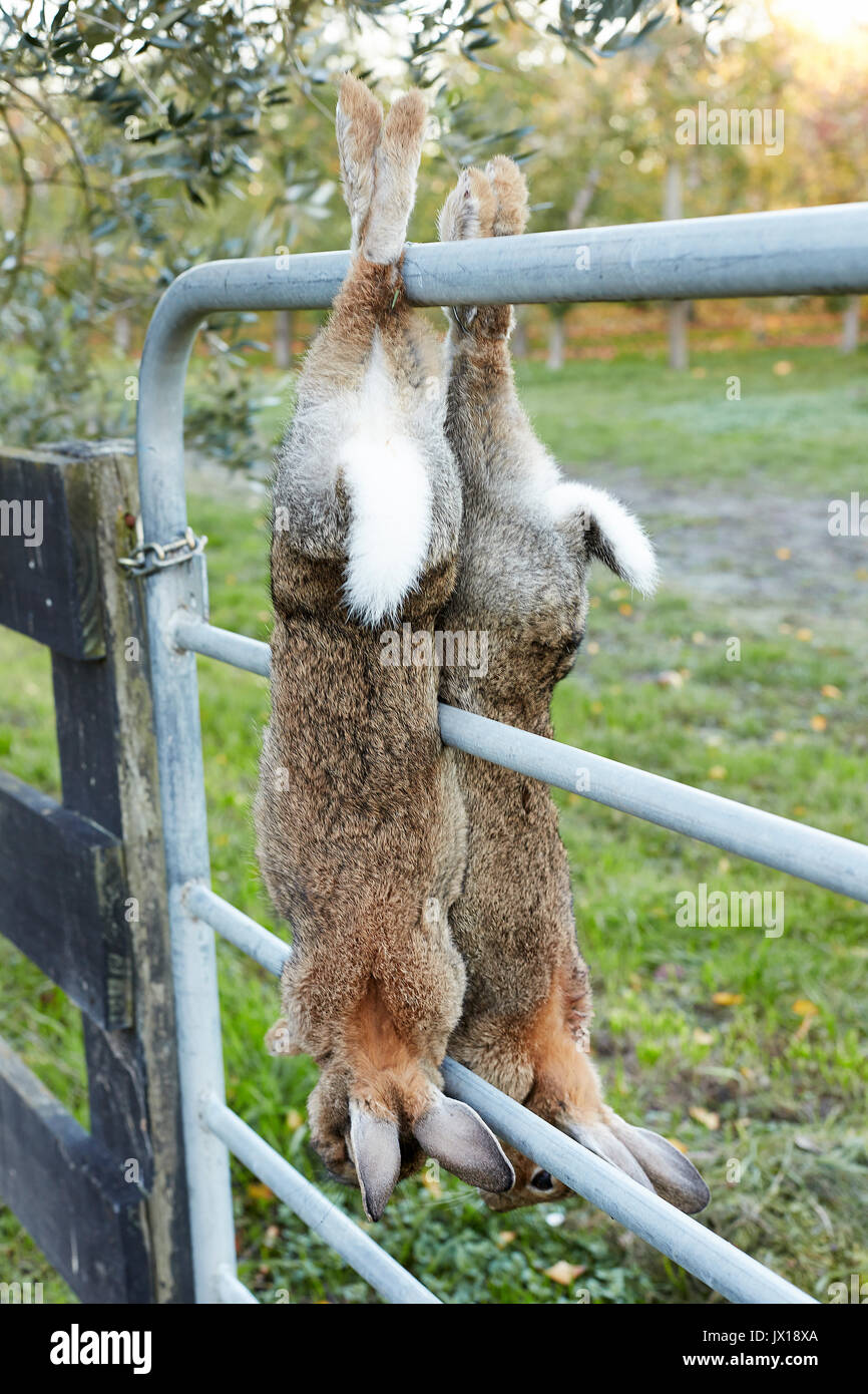 Dead rabbits hi-res stock photography and images - Alamy