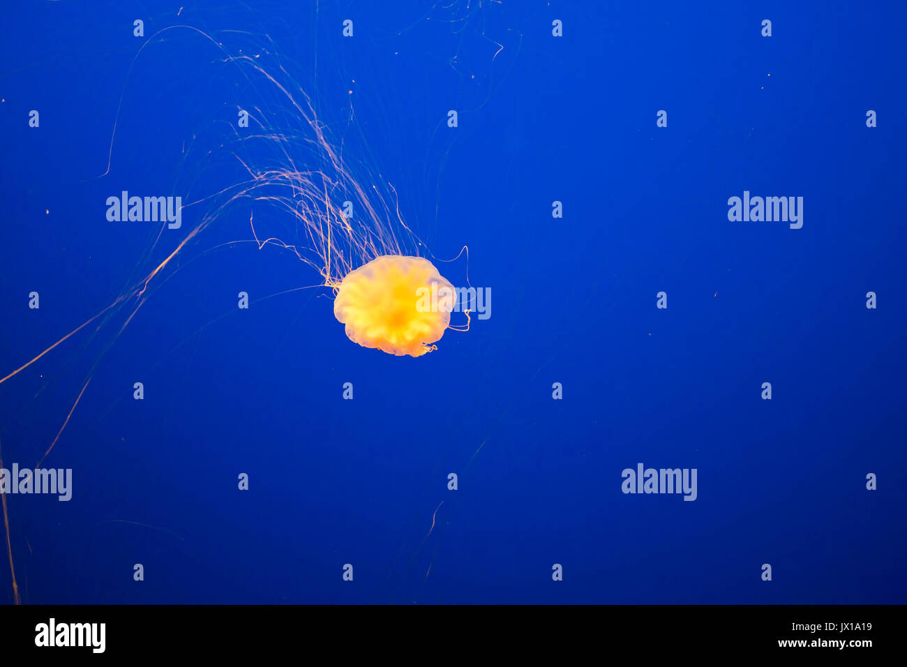 Blue purple jelly fish hi-res stock photography and images - Alamy