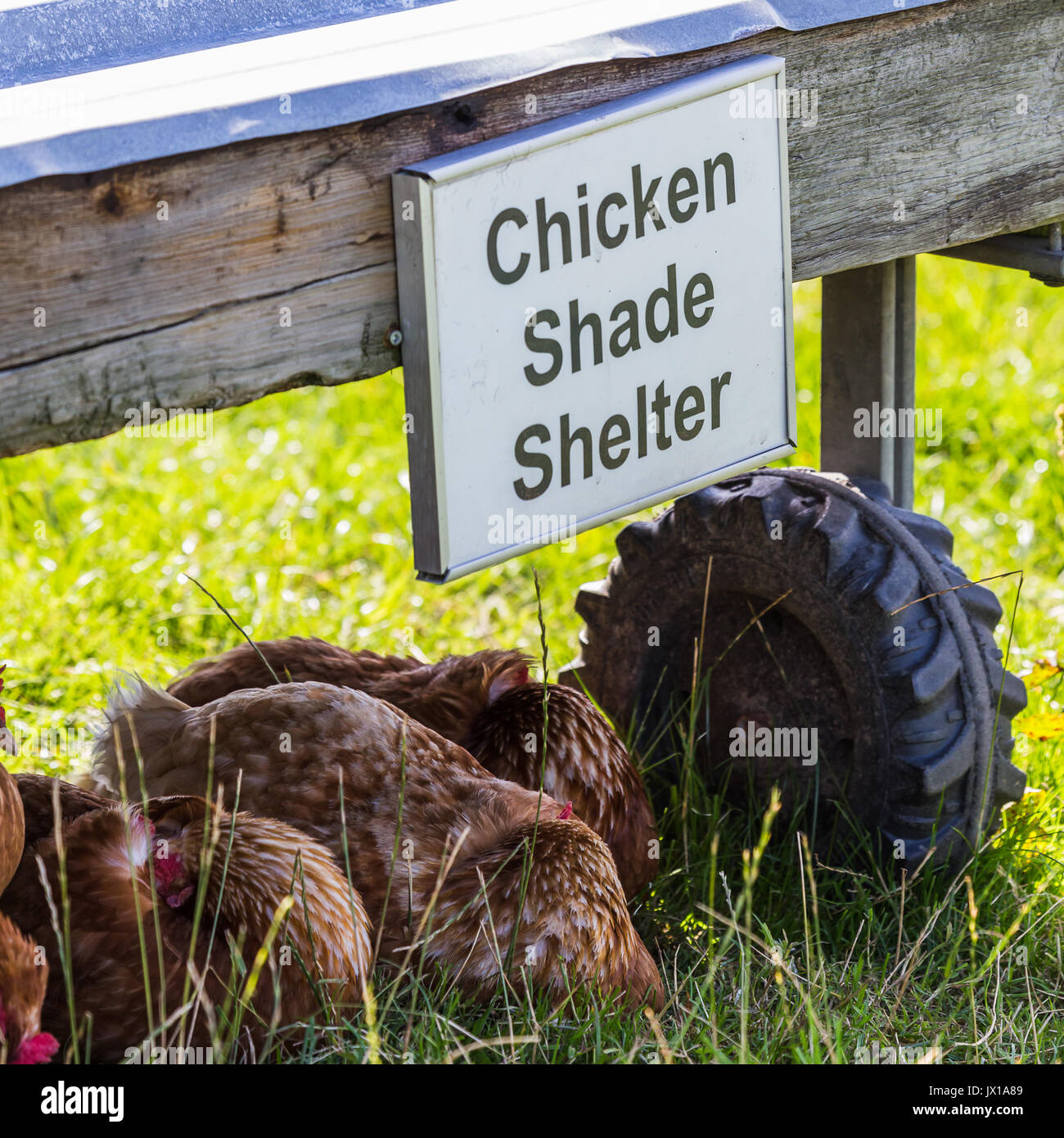 Chickens pictured sheltering from the hot summer sunshine under a shade ...