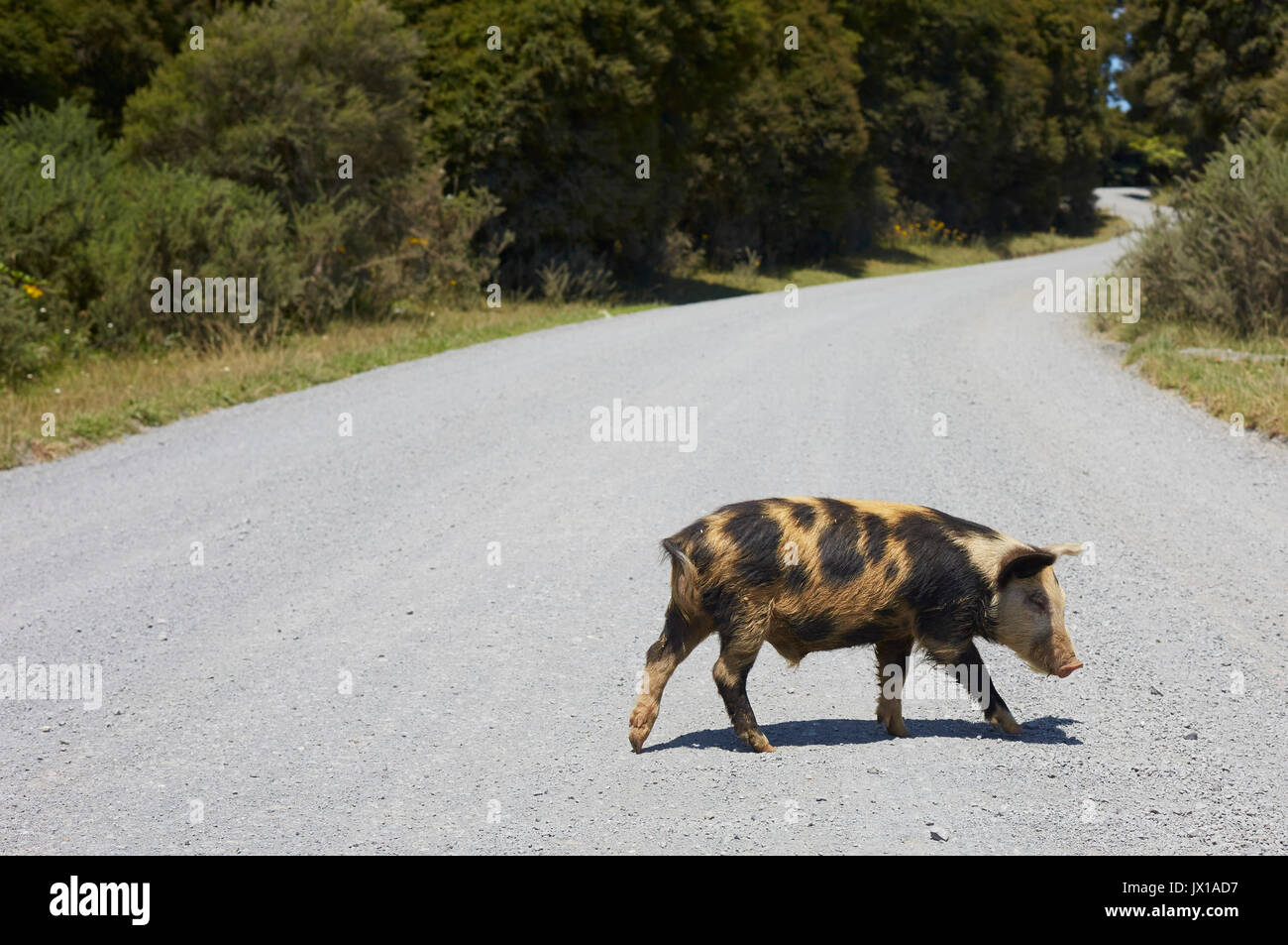 Wild feral pig hi-res stock photography and images - Alamy