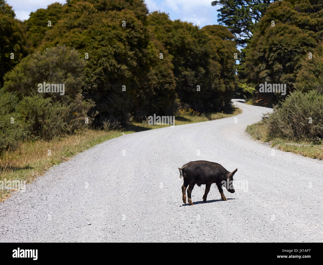 Pigs running free hi-res stock photography and images - Alamy