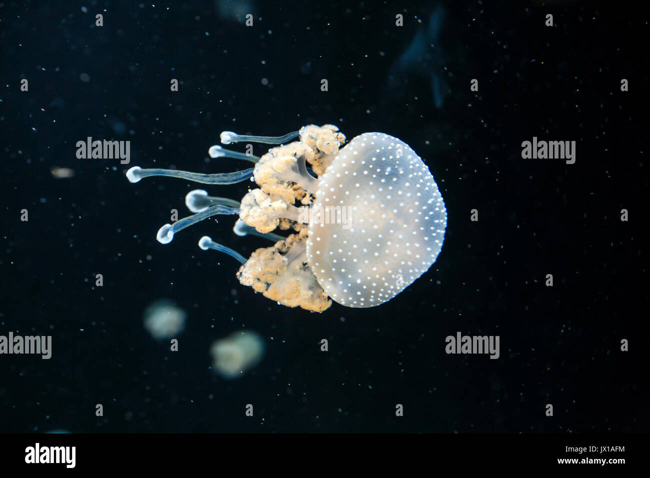 Jellyfish polyp hi-res stock photography and images - Alamy