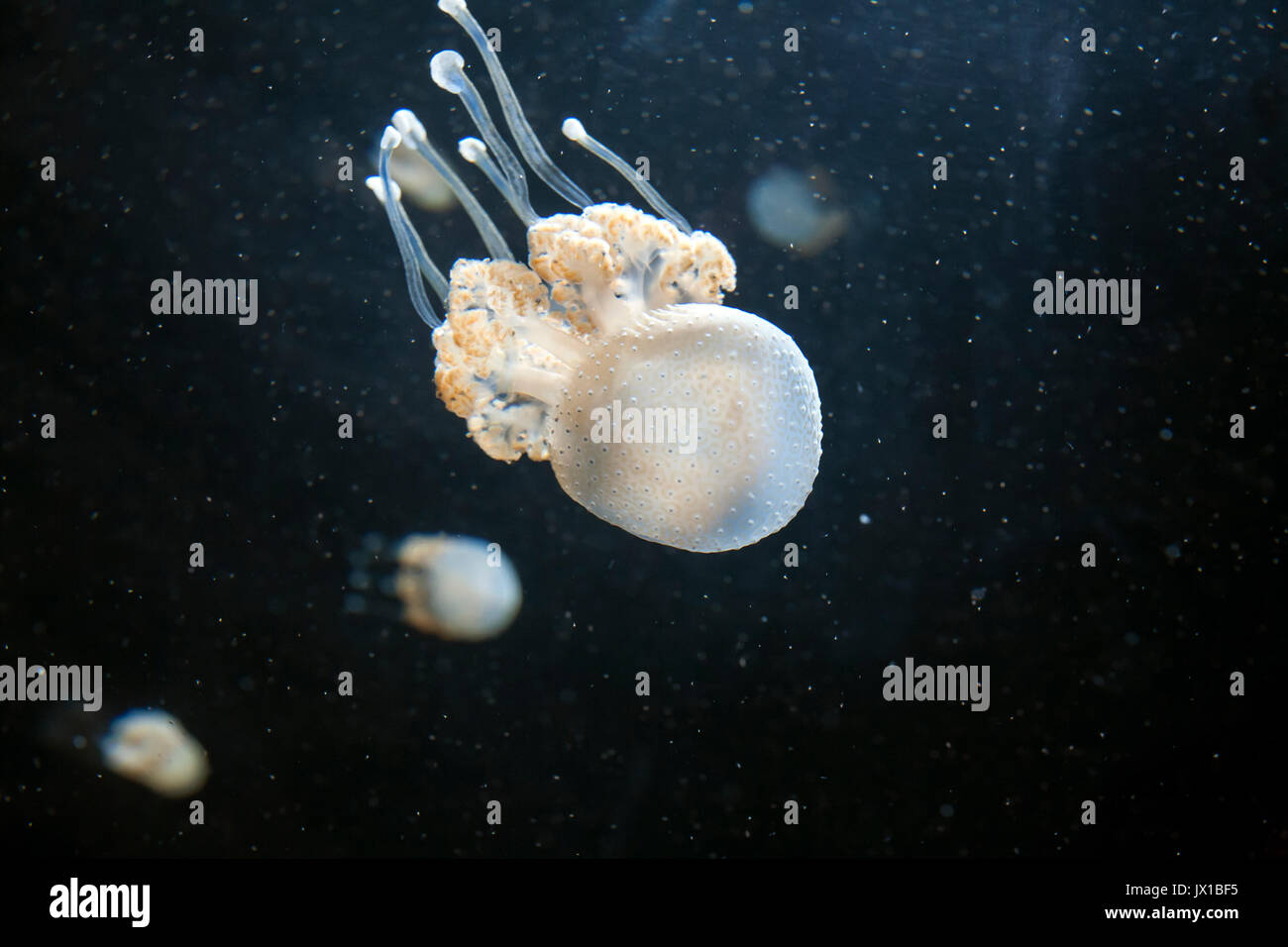 Jellyfish polyp hi-res stock photography and images - Alamy