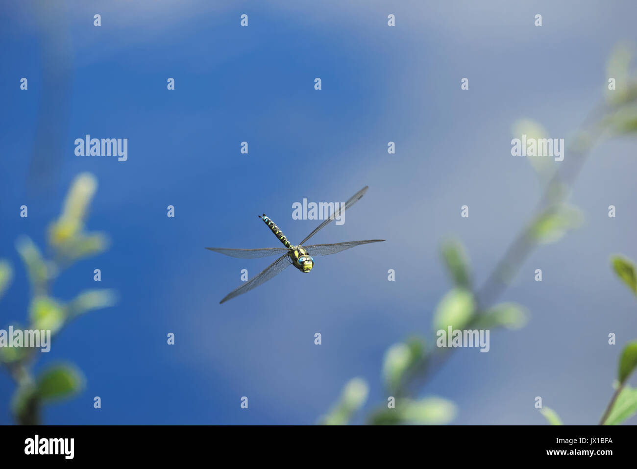 The dragonfly is flying above the grassy pond Stock Photo - Alamy