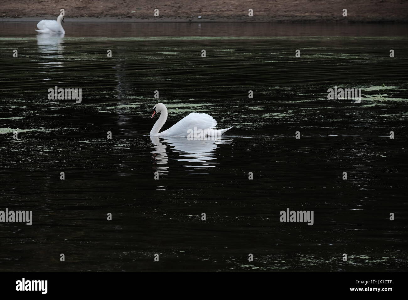 The mute swan hampton court hi-res stock photography and images - Alamy