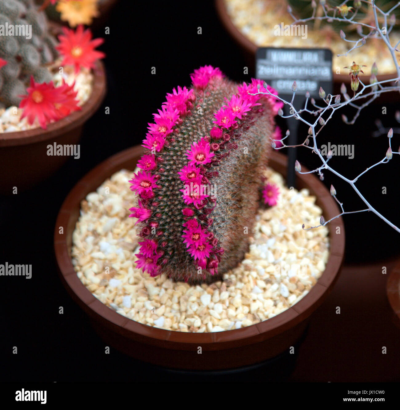 Cute pink flowers hi-res stock photography and images - Alamy