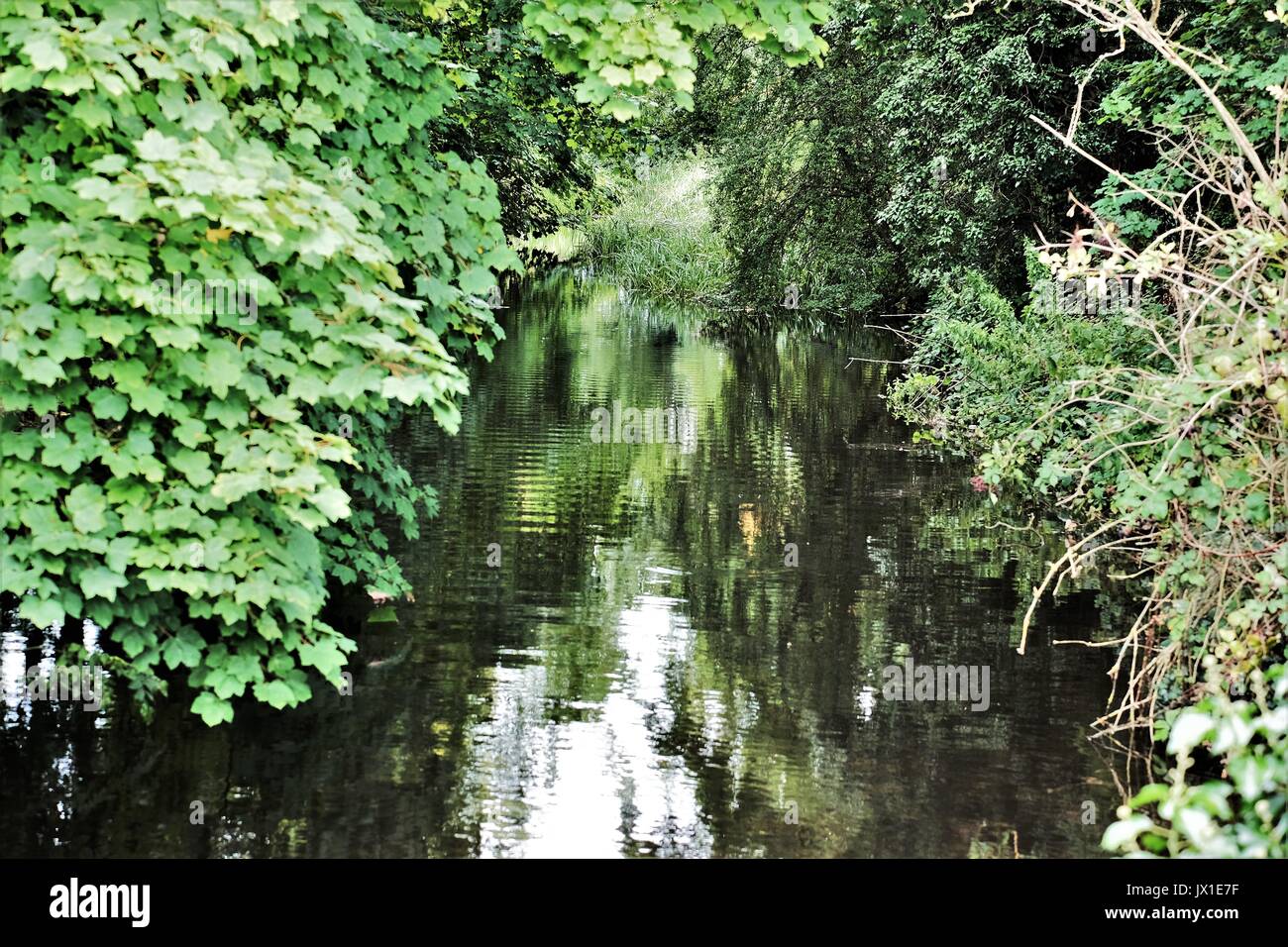 river in summer Stock Photo - Alamy