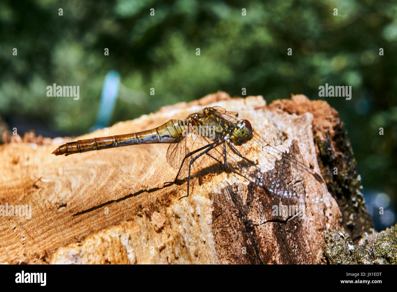 Dragonfly on stump hi-res stock photography and images - Alamy