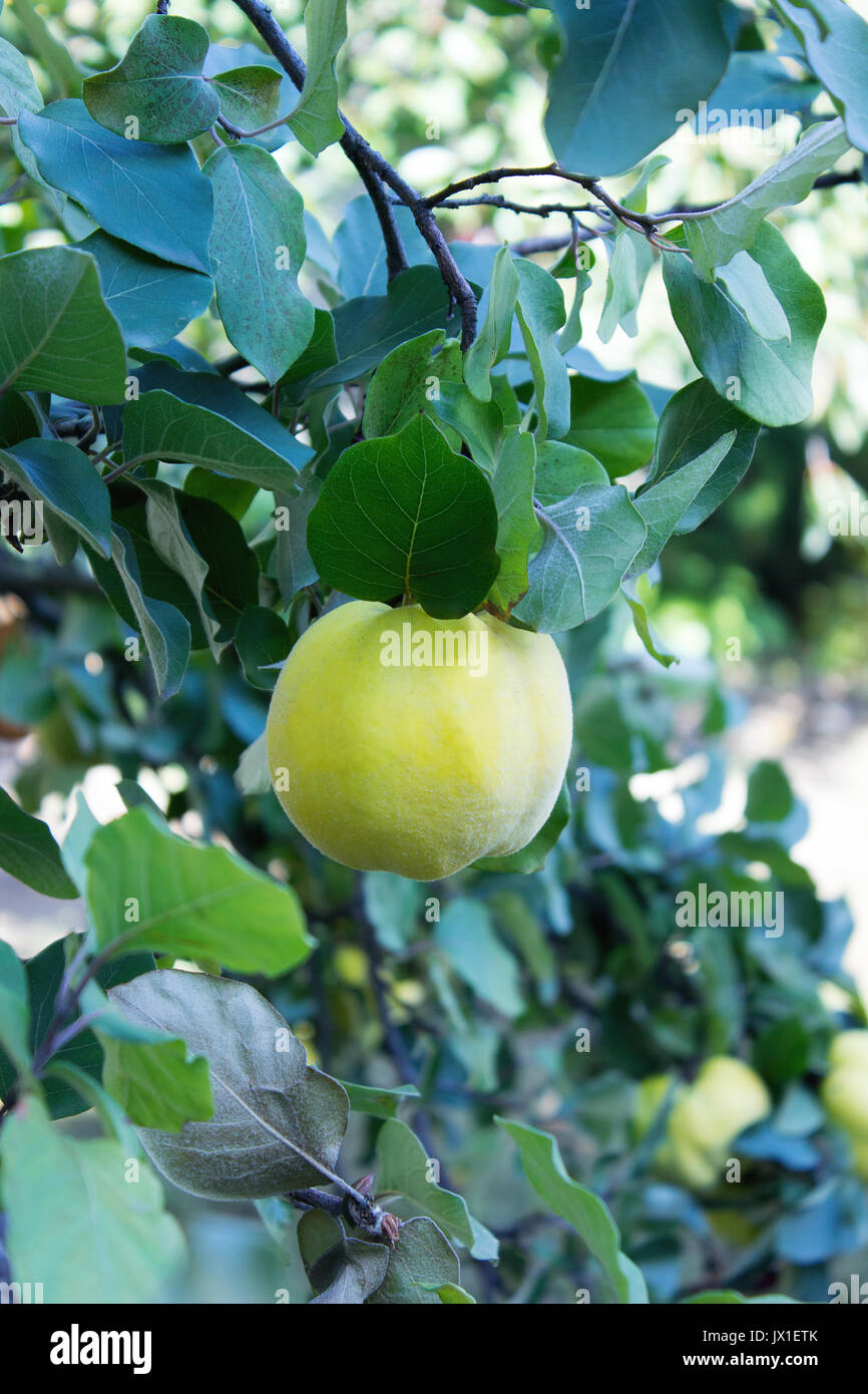Quince. Branches with fruits of quince Stock Photo - Alamy